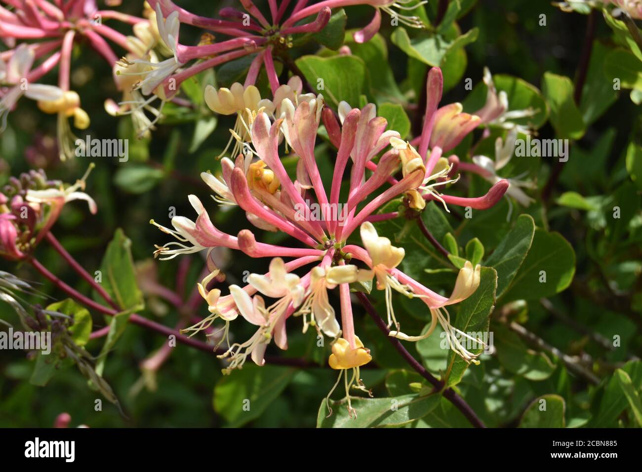 Closeup shot of beautiful common honeysuckle flowers in a garden Stock ...