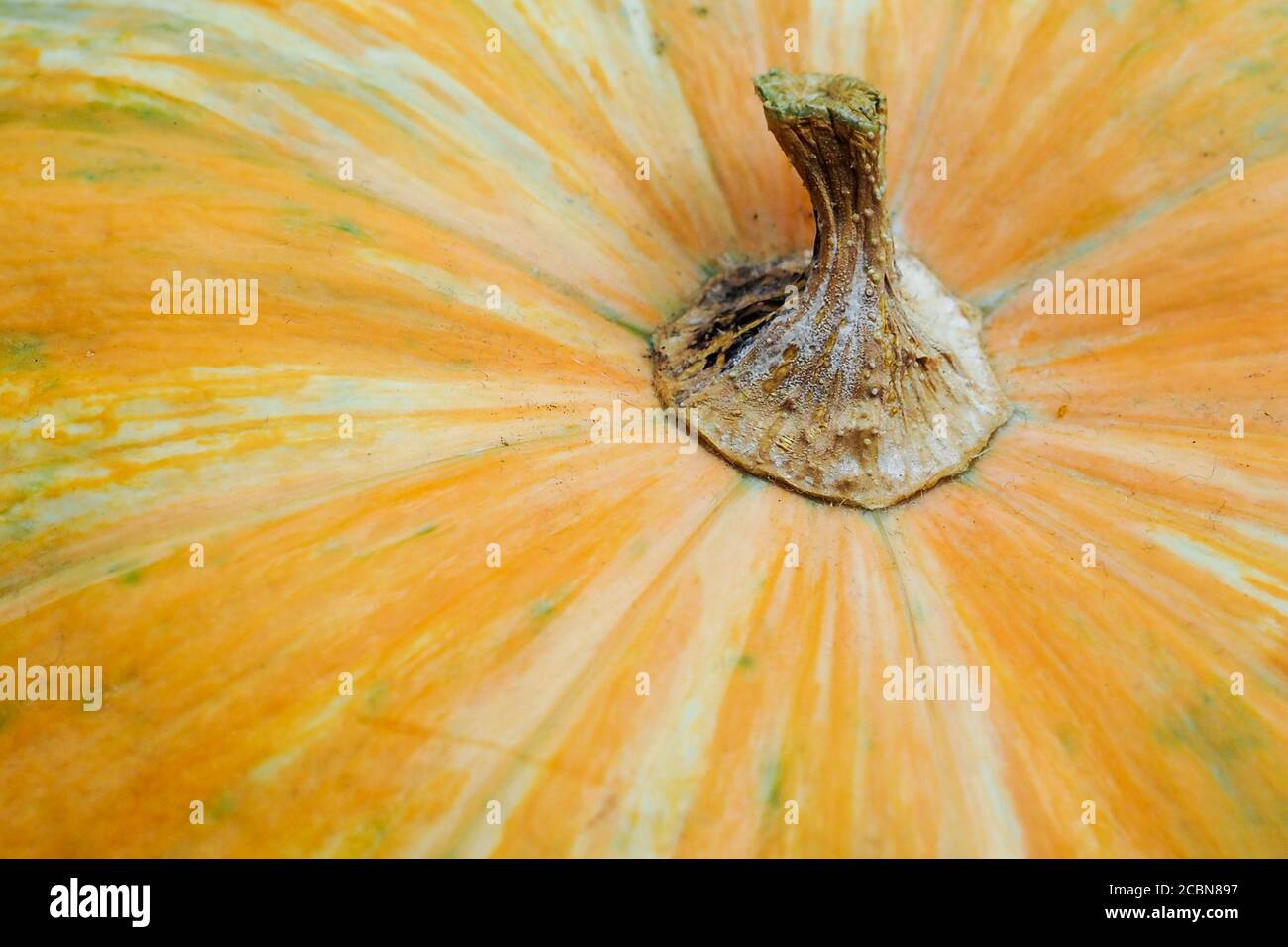 Pumpkin texture hi-res stock photography and images - Alamy