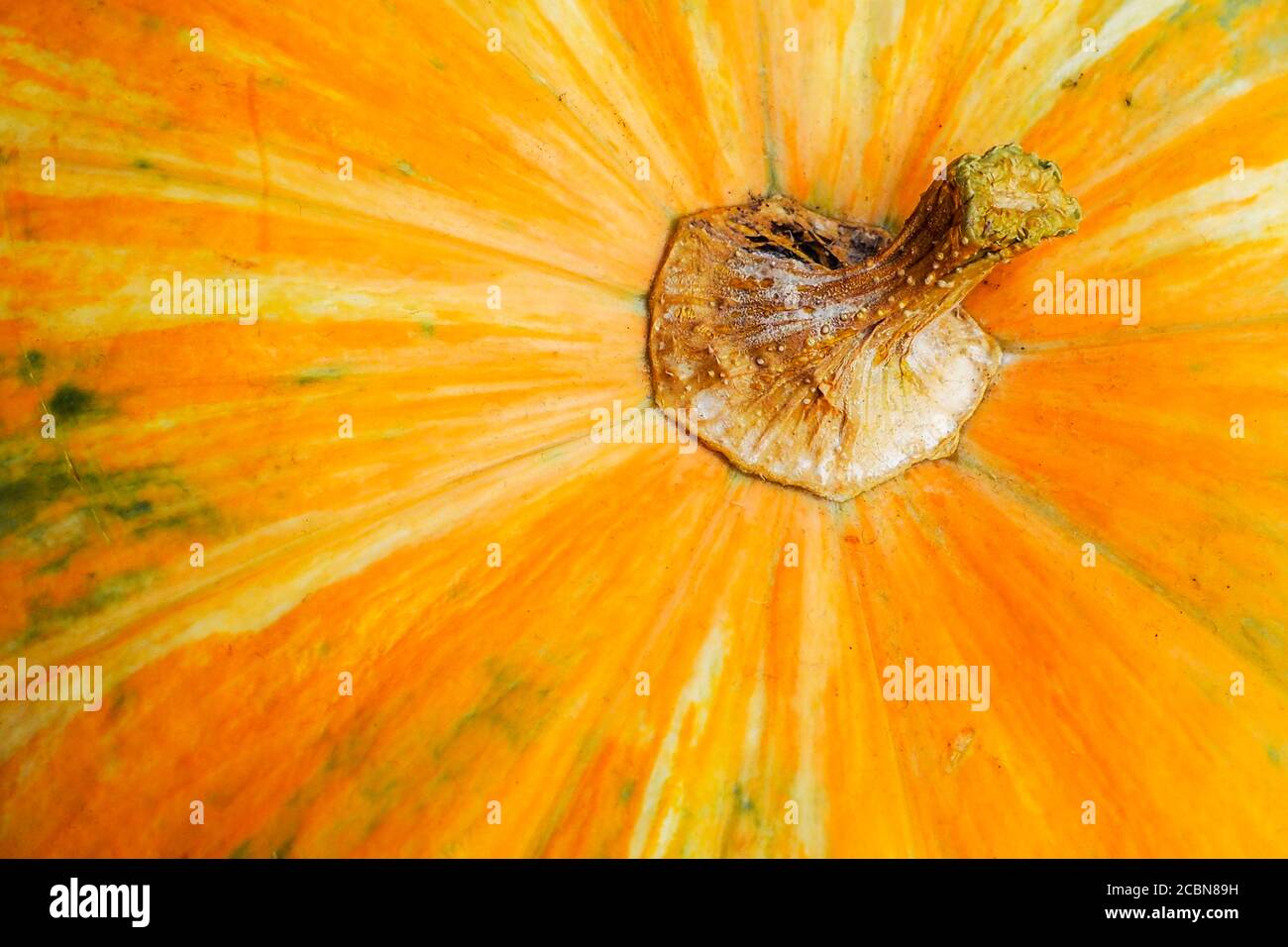 Abstract Textured Background of a Pumpkin. Orange pumpkin texture Stock ...