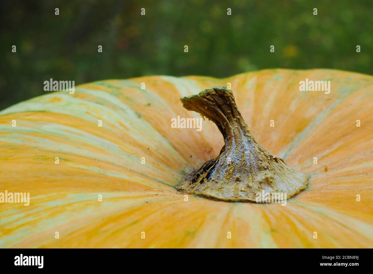 Pumpkin texture hi-res stock photography and images - Alamy