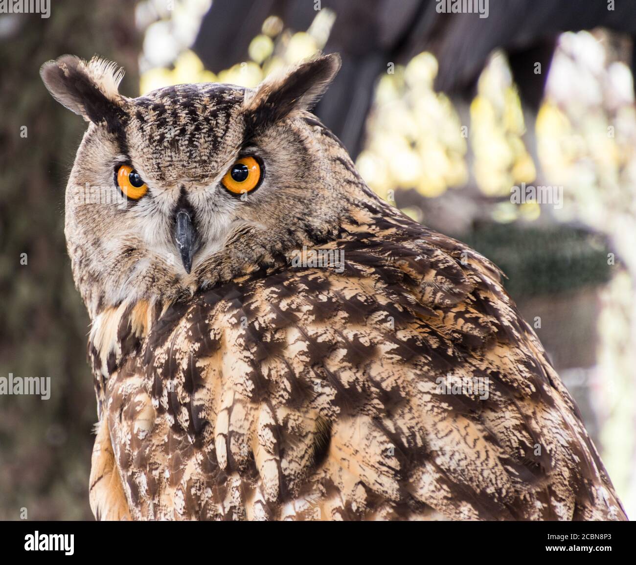 Closeup of a Great Horned Owl looking toward the camera Stock Photo - Alamy