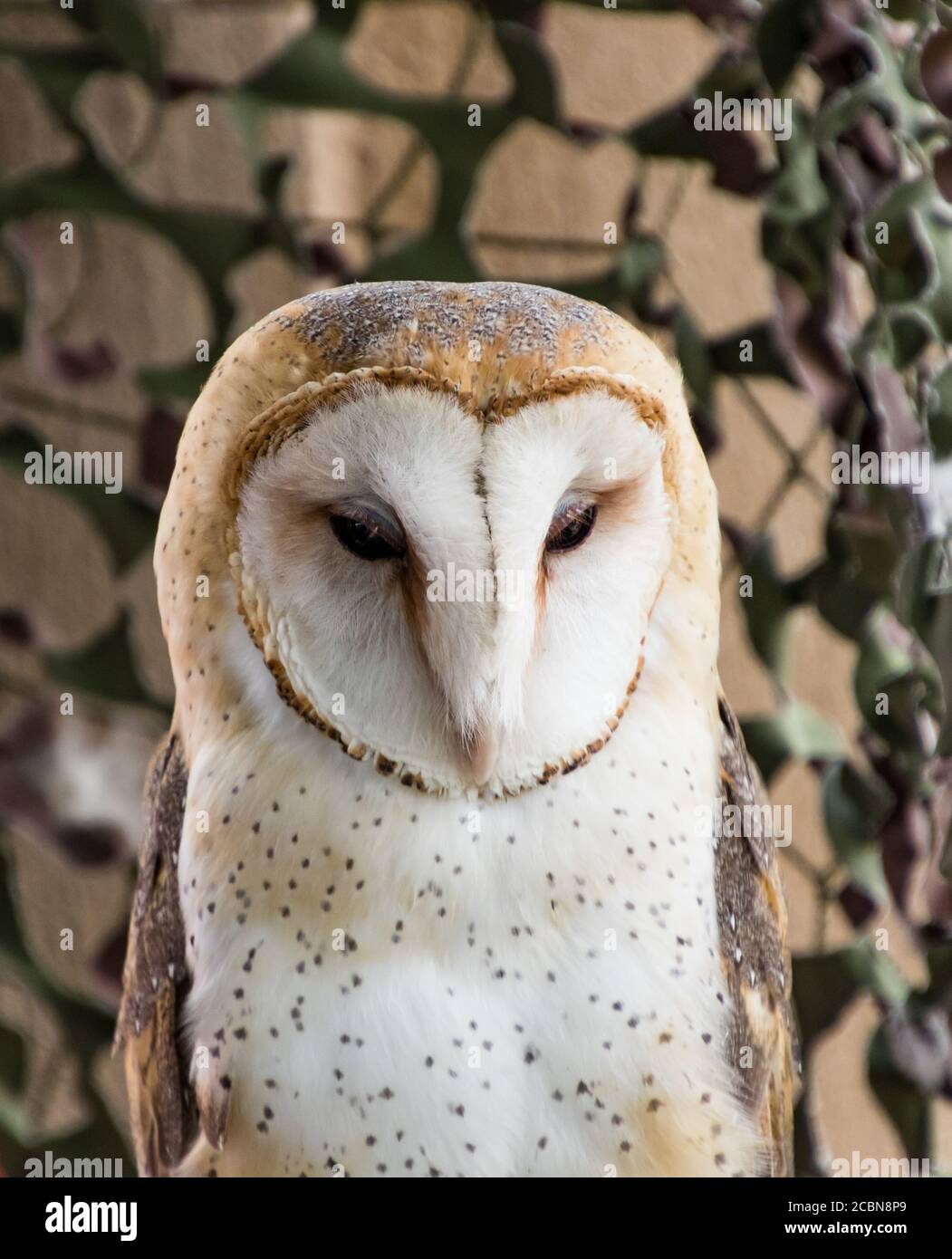 Wildlife rehabilitation hi-res stock photography and images - Alamy