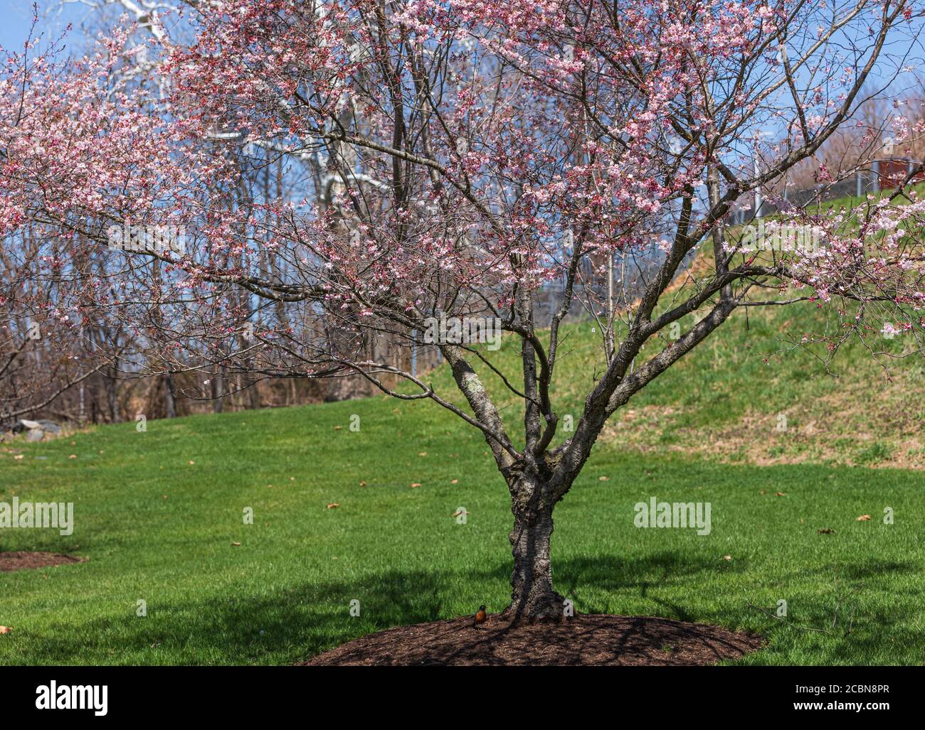 Robin in cherry blossom tree hi-res stock photography and images - Alamy