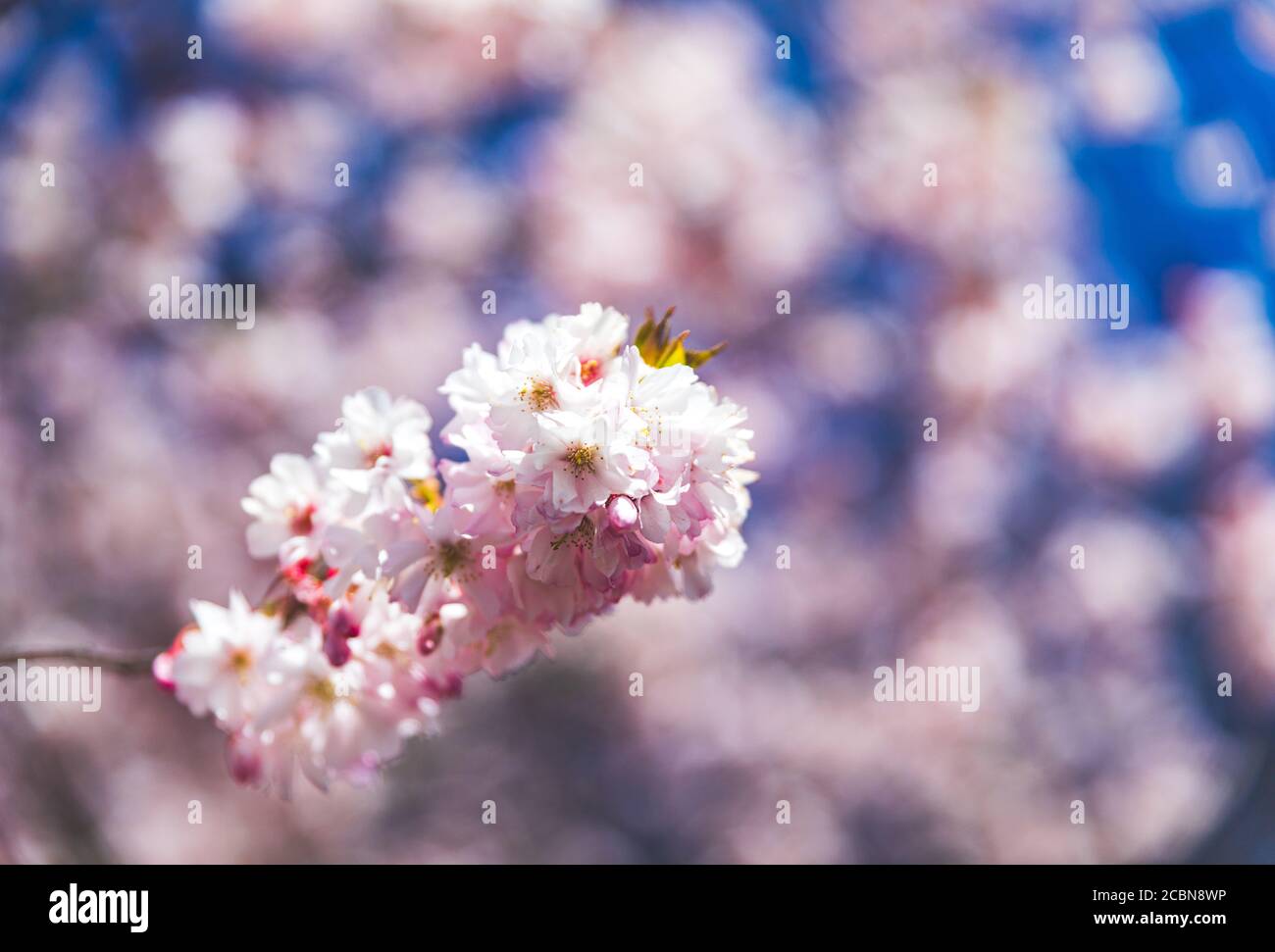 Closeup of pink cherry blossom flowers at end of branch on cherry ...