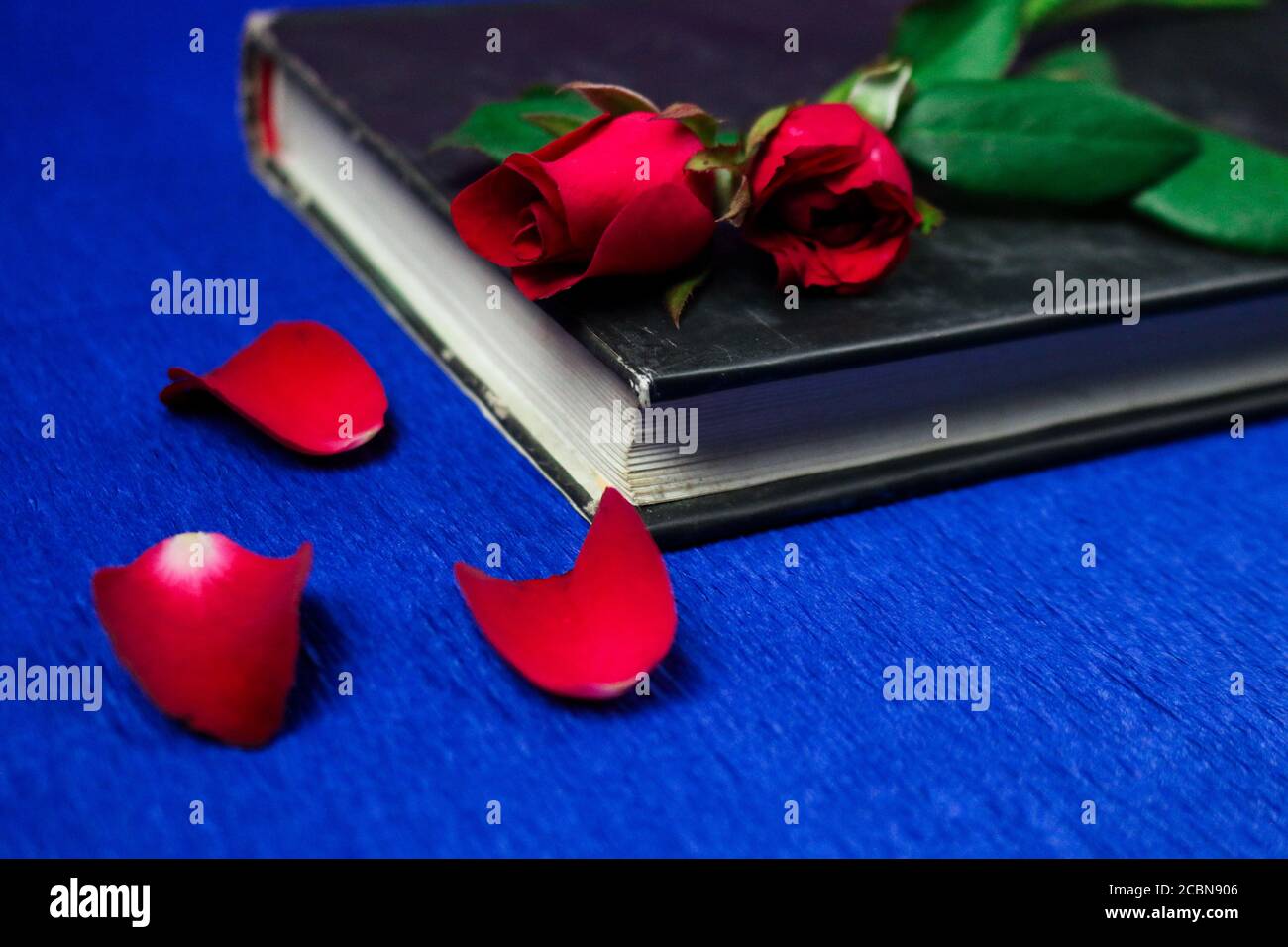 Red blooming fresh roses over a book on paper background, Valentine's ...