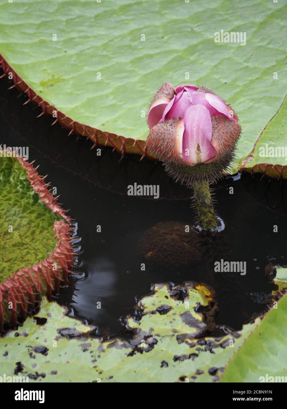 Closeup shot of Euryale Ferox plant Stock Photo - Alamy