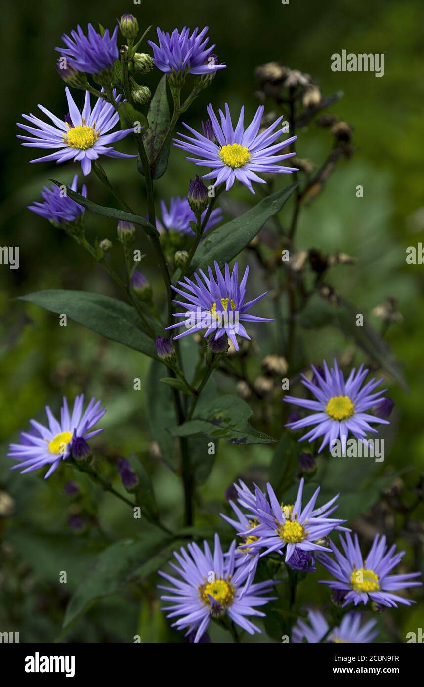 Closeup shot of a cute Aromatic aster under the sunlight Stock Photo ...