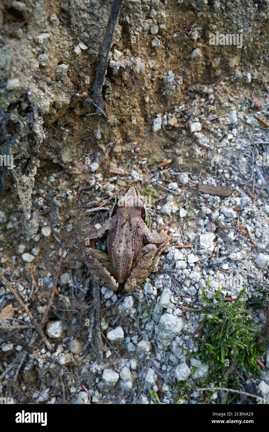 The forest frog also called ice frog lives in the forests in Bavaria ...