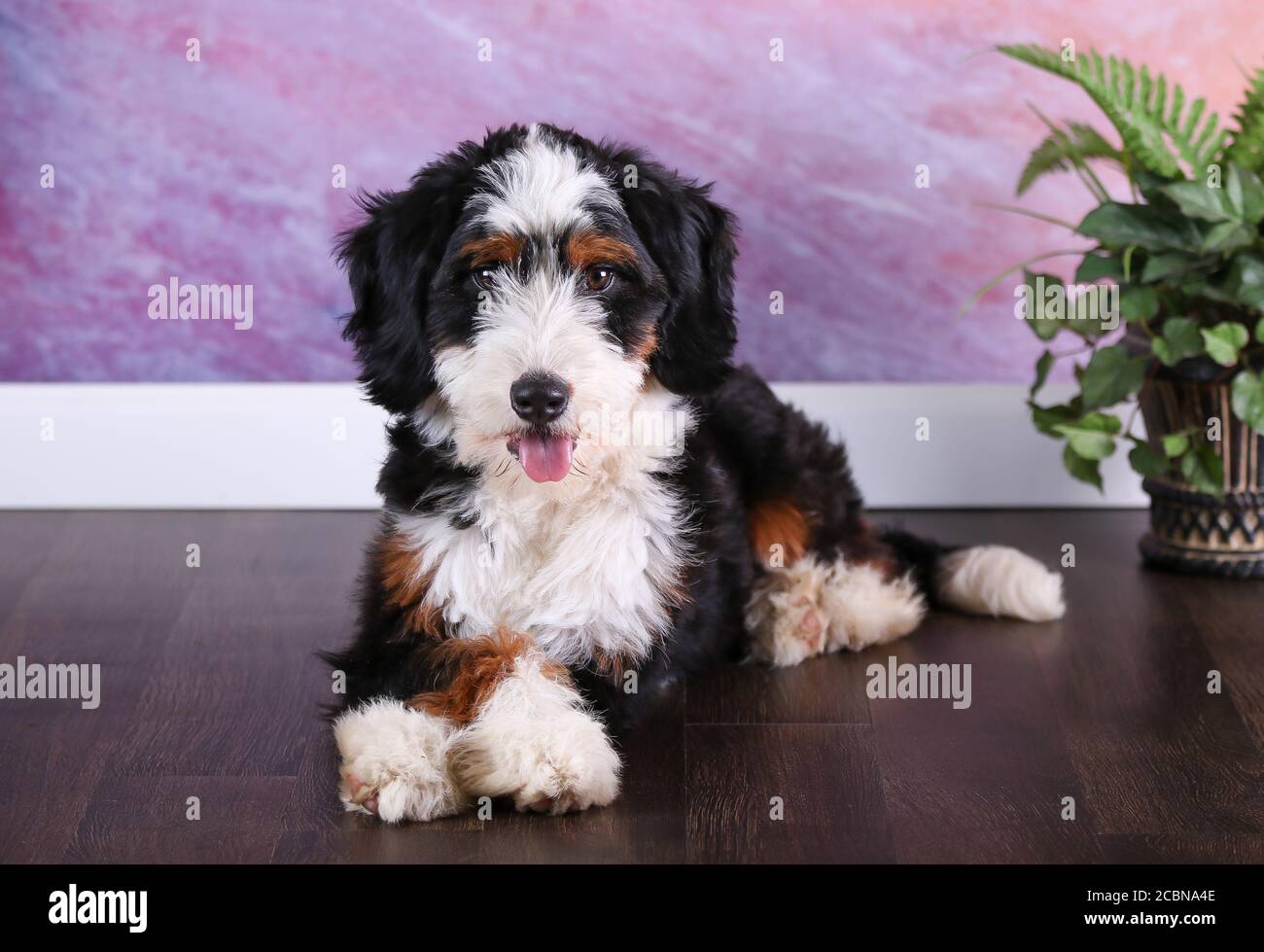 Bernese Mountain Dog Miniature Poodle Mix