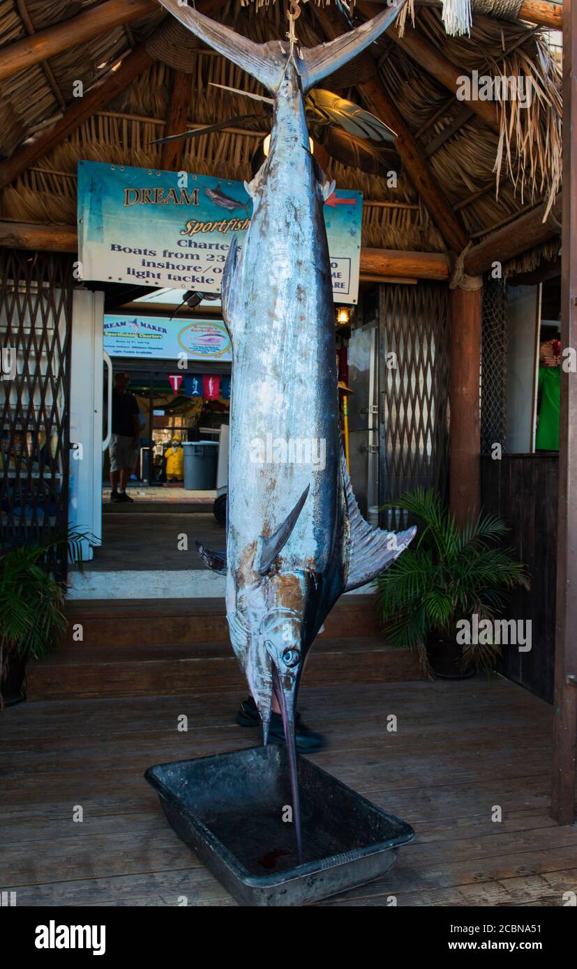Pacific blue marlin hi-res stock photography and images - Alamy