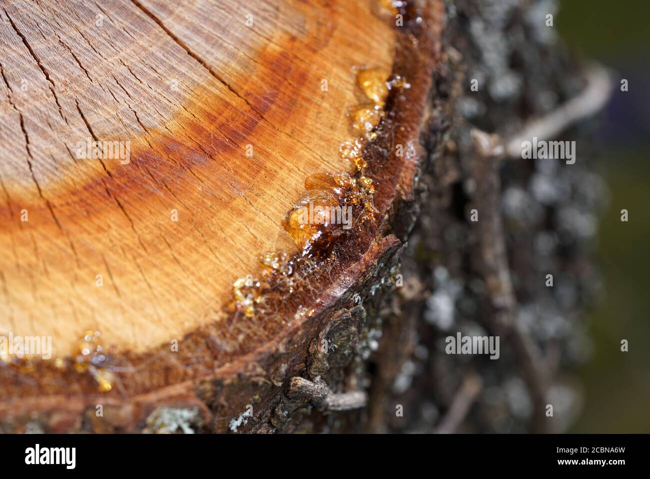 Tree resin on a freshly cut tree with the macro photographed ...