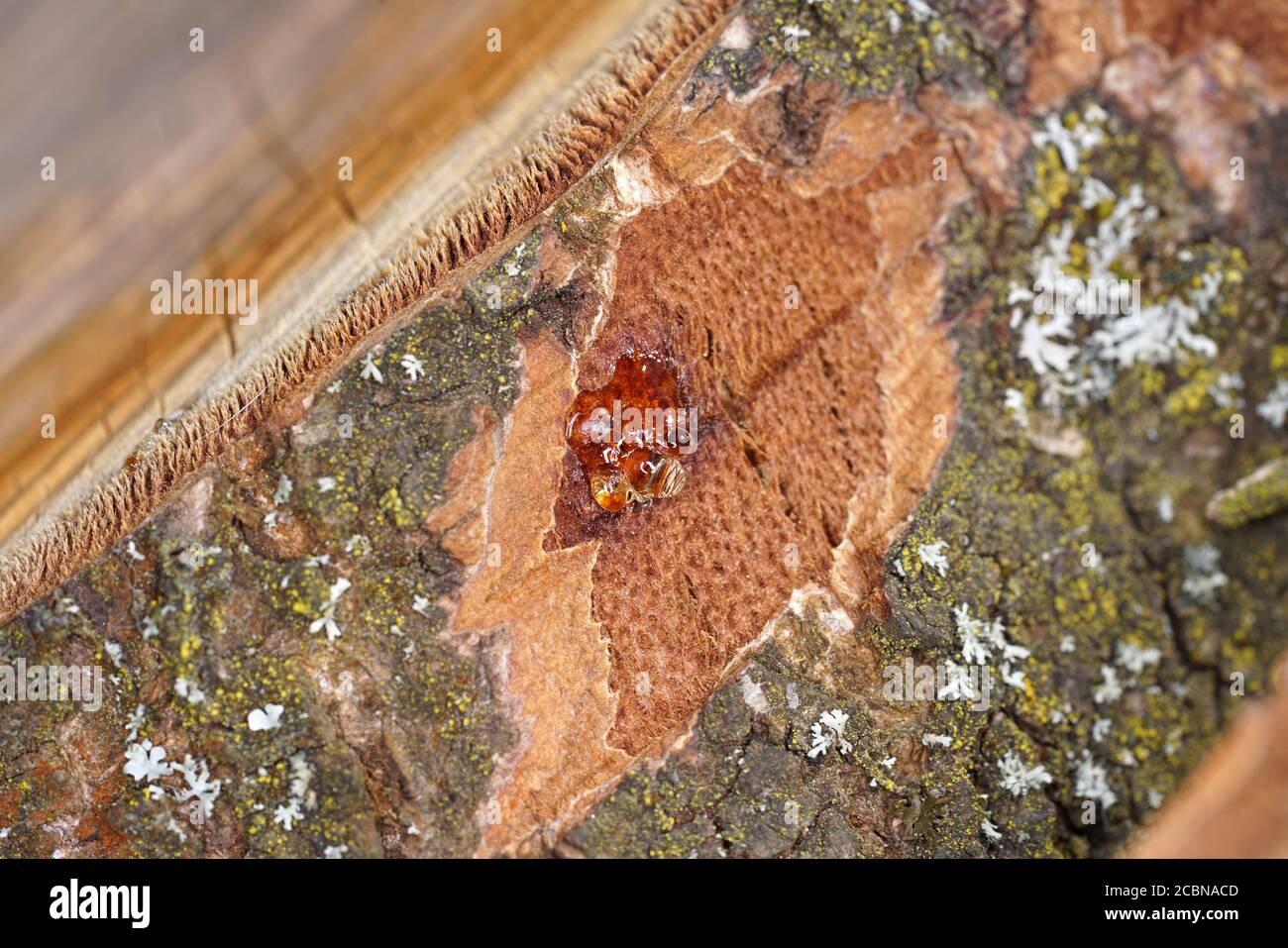 Tree resin on a freshly cut tree with the macro photographed ...