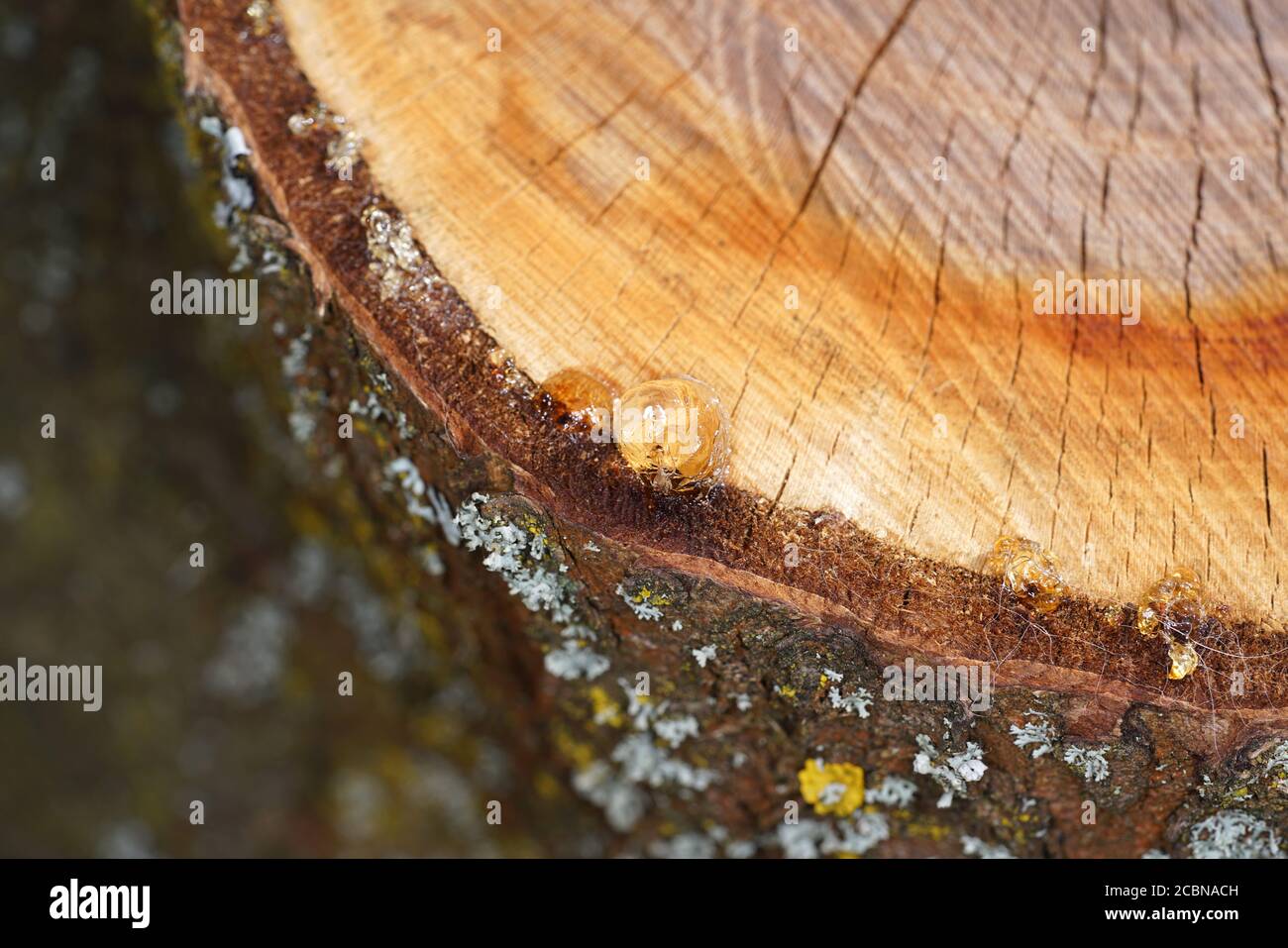 Tree resin on a freshly cut tree with the macro photographed ...