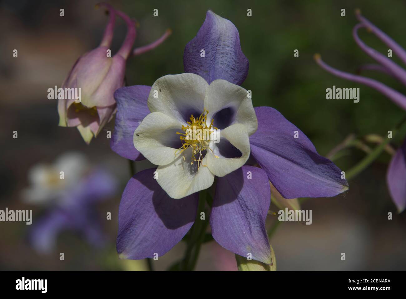 Alaska violet hi-res stock photography and images - Alamy