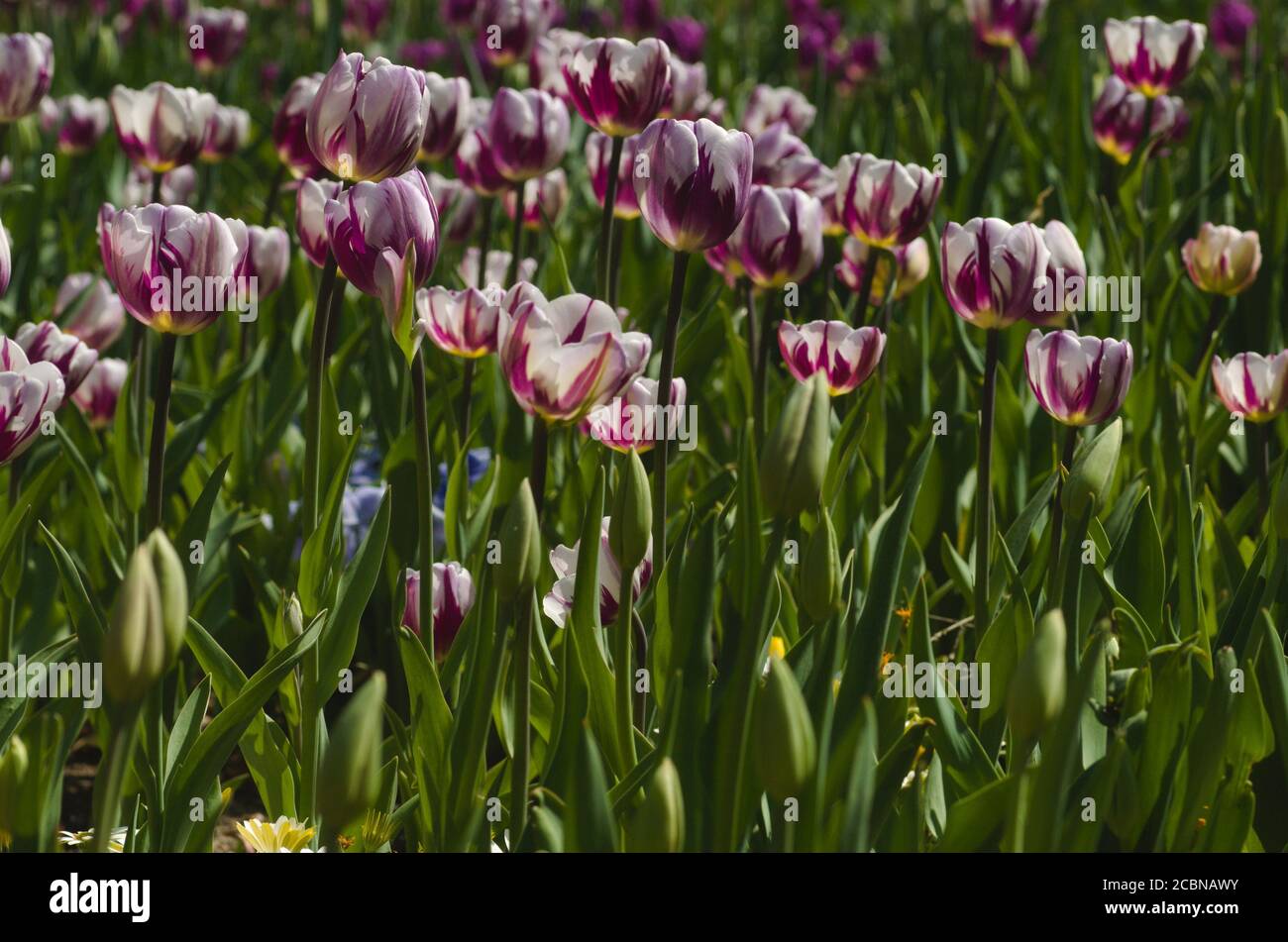 Artistically colored tulips proudly growing in the garden. With a ...