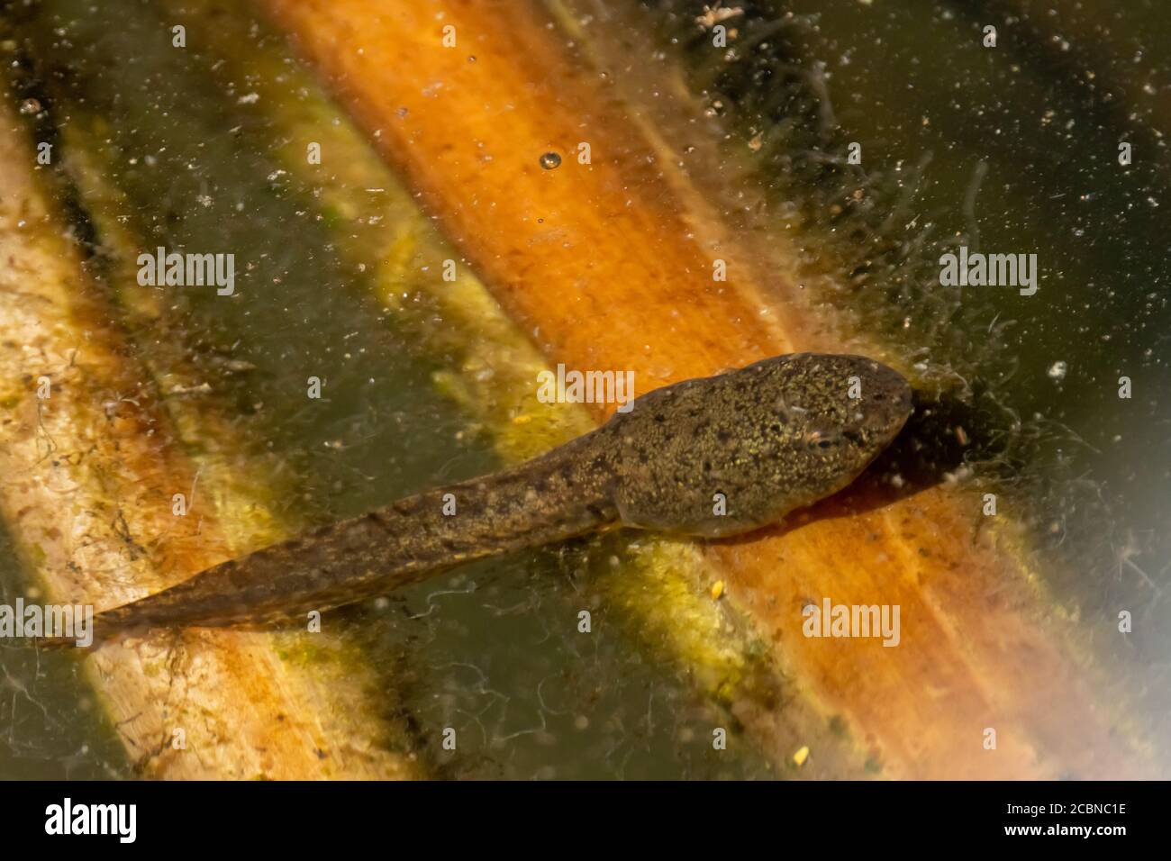 Canadian Green Frog tadpole swimming in clear water Stock Photo - Alamy