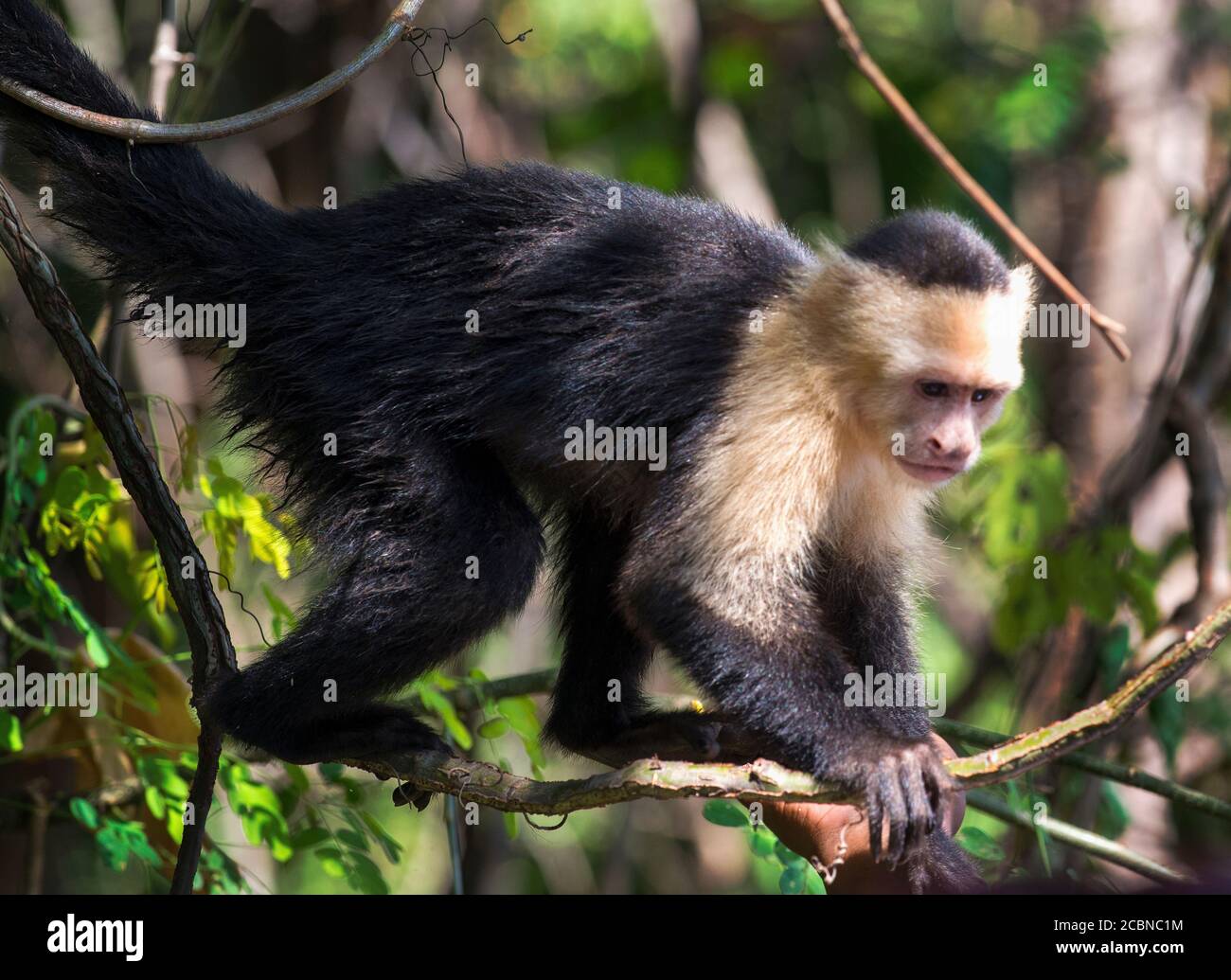 Panamanian white-faced capuchin is native to the forests of Central ...