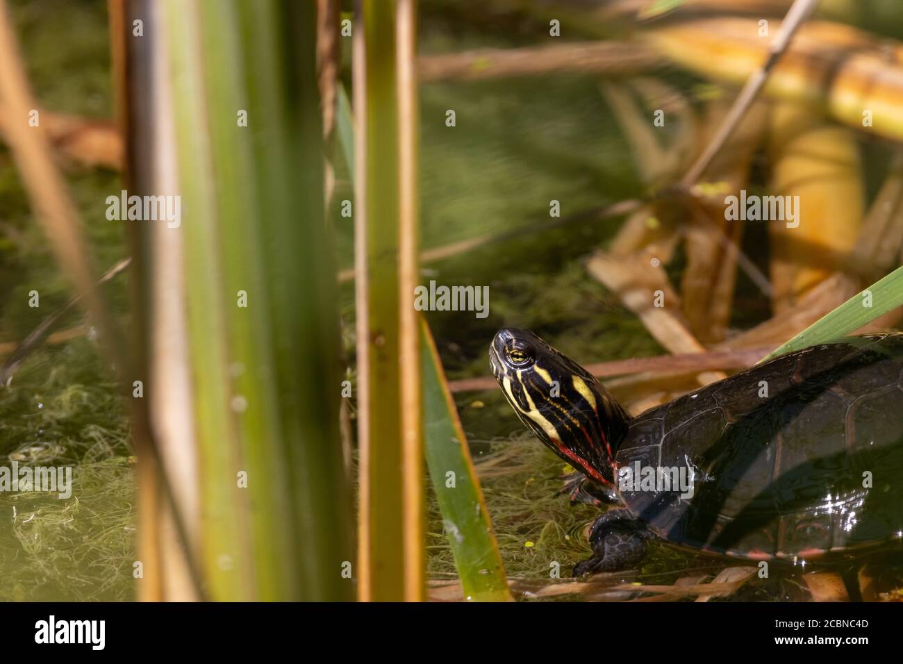 Painted turtle basking between reeds in swamp Stock Photo - Alamy