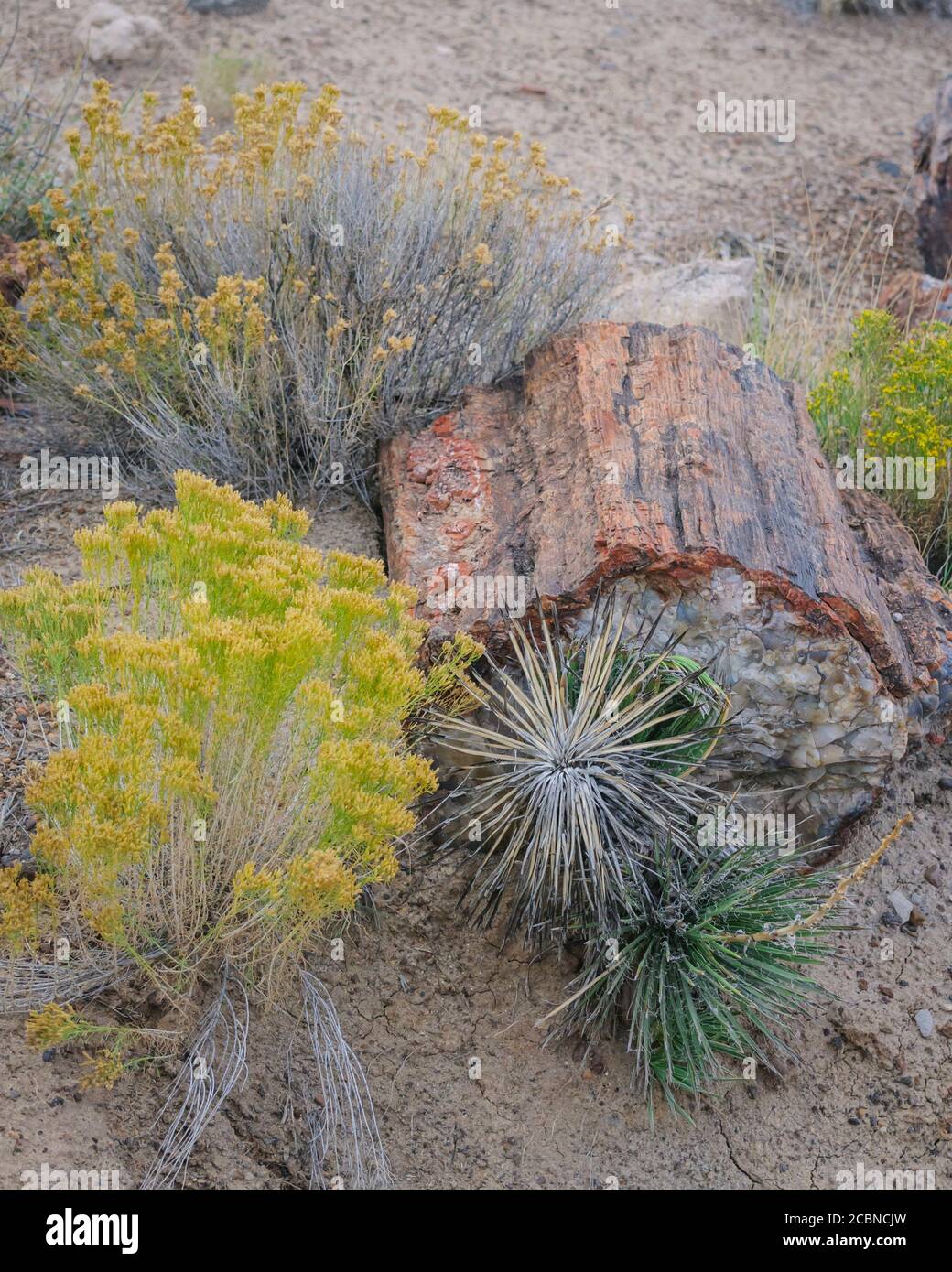 Petrified Forest National Park Plants Petrified Forest National Park
