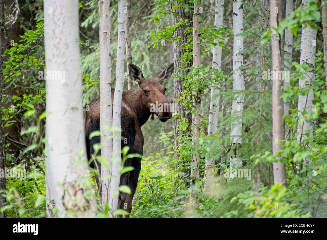 Moose trees hi-res stock photography and images - Alamy