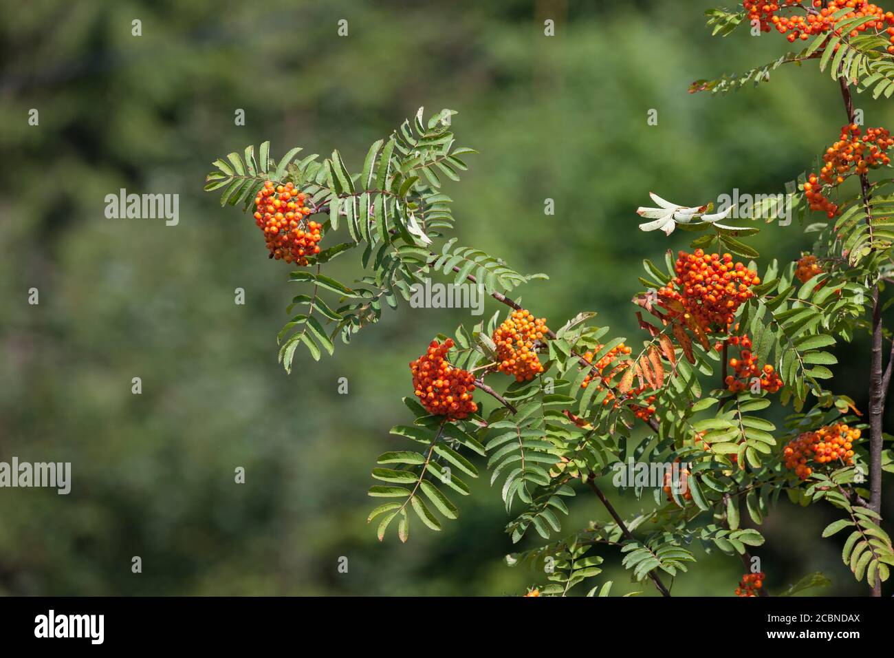 rowan berry tree in the forest. Sorbus aucuparia Stock Photo - Alamy