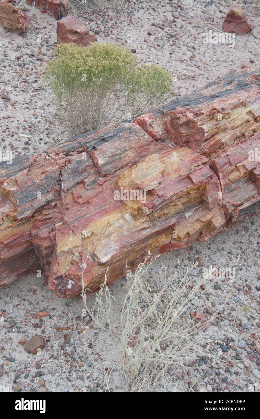 Petrified wood of an ancient tree stump viewed up close and next to ...