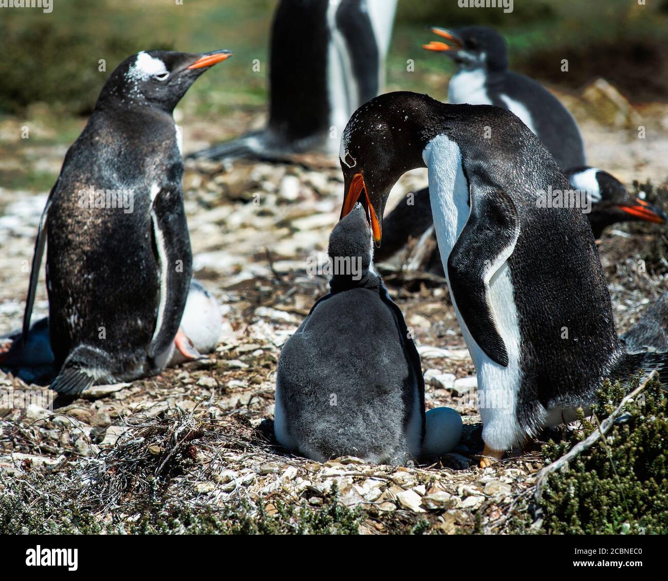 Gentoo Penguin Feeding Its Chicks, Grave Cove, Port Stanley, Falkland ...