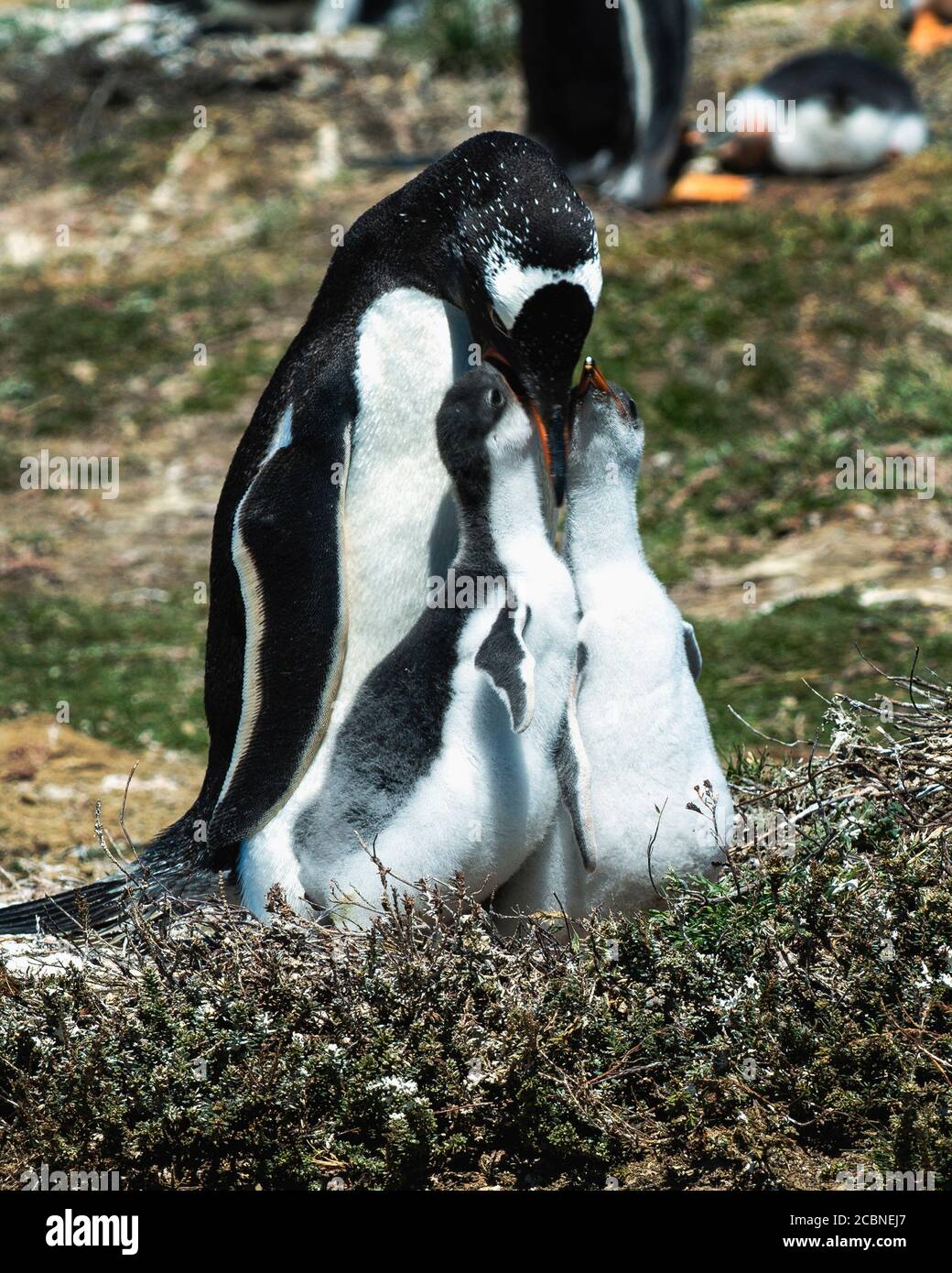 Gentoo Penguin Feeding Its Chicks, Grave Cove, Port Stanley, Falkland ...