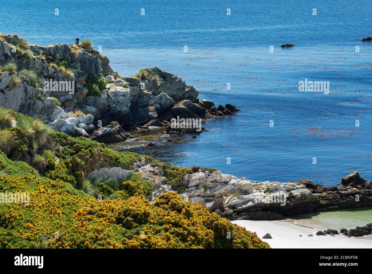 Gypsy Cove and Yorke Bay, Port Stanley, Falkland Islands (Islas ...