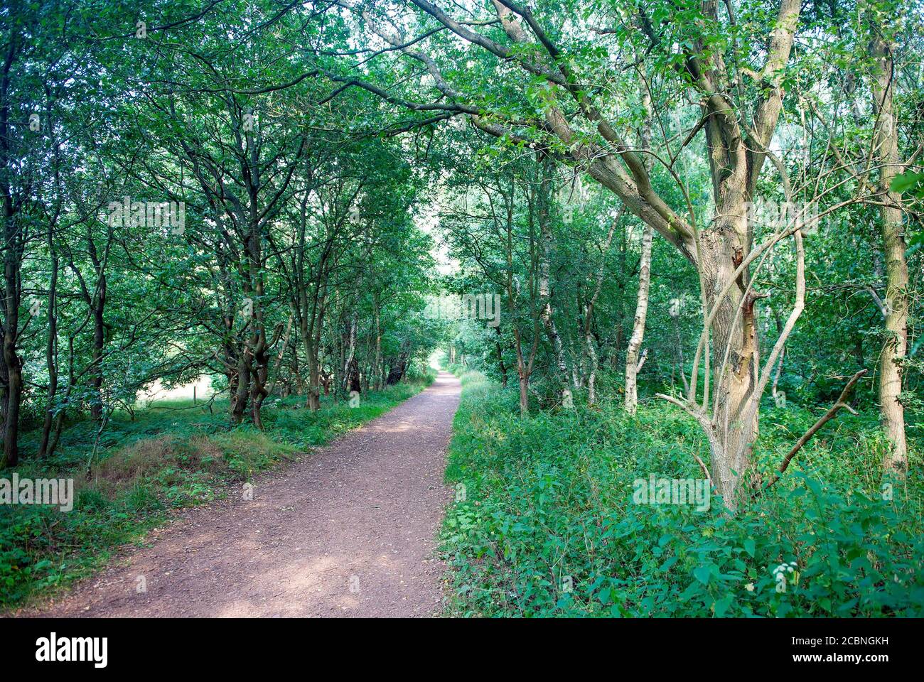 Path in countryside forest hi-res stock photography and images - Alamy