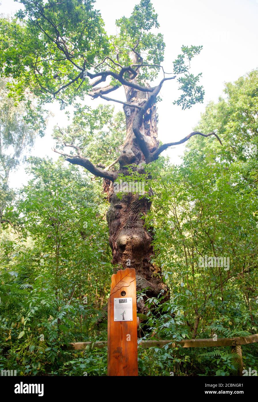 Man Eating Trees In Amazon Forest