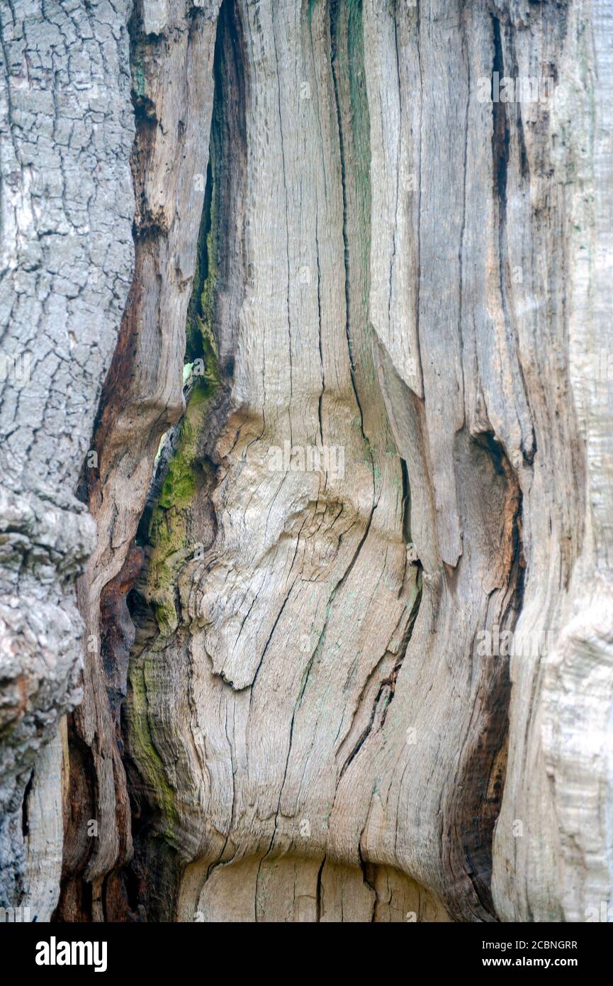 Close up damaged tree hi-res stock photography and images - Alamy