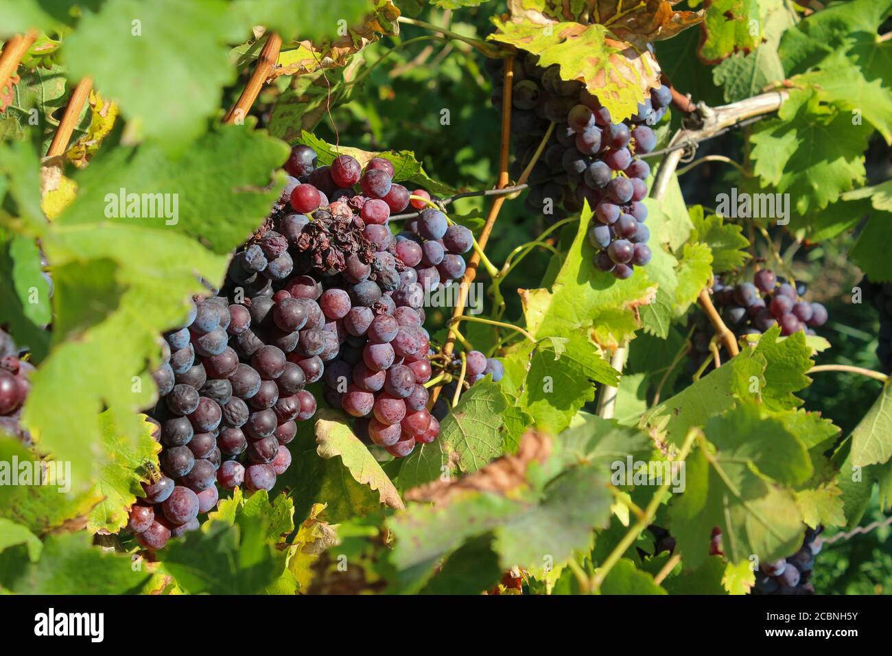 Closeup shot of ripe grapes on the vines Stock Photo - Alamy