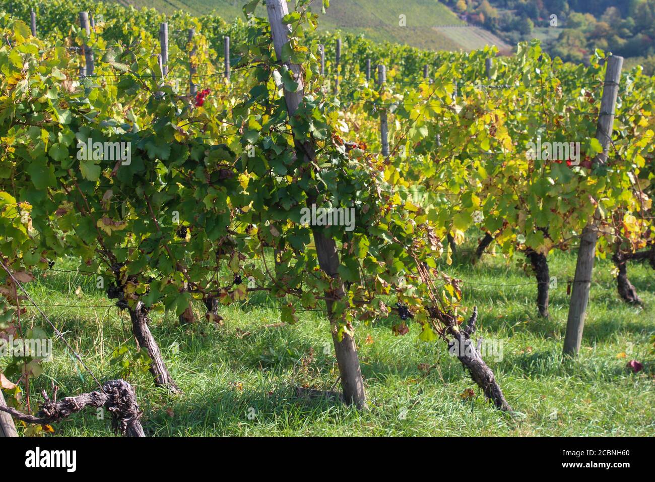 Grape trees growing in the vineyard Stock Photo - Alamy