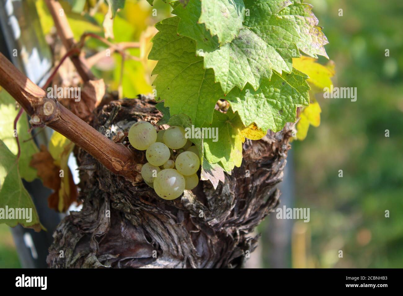 Closeup shot of unripe grapes on the vines Stock Photo - Alamy