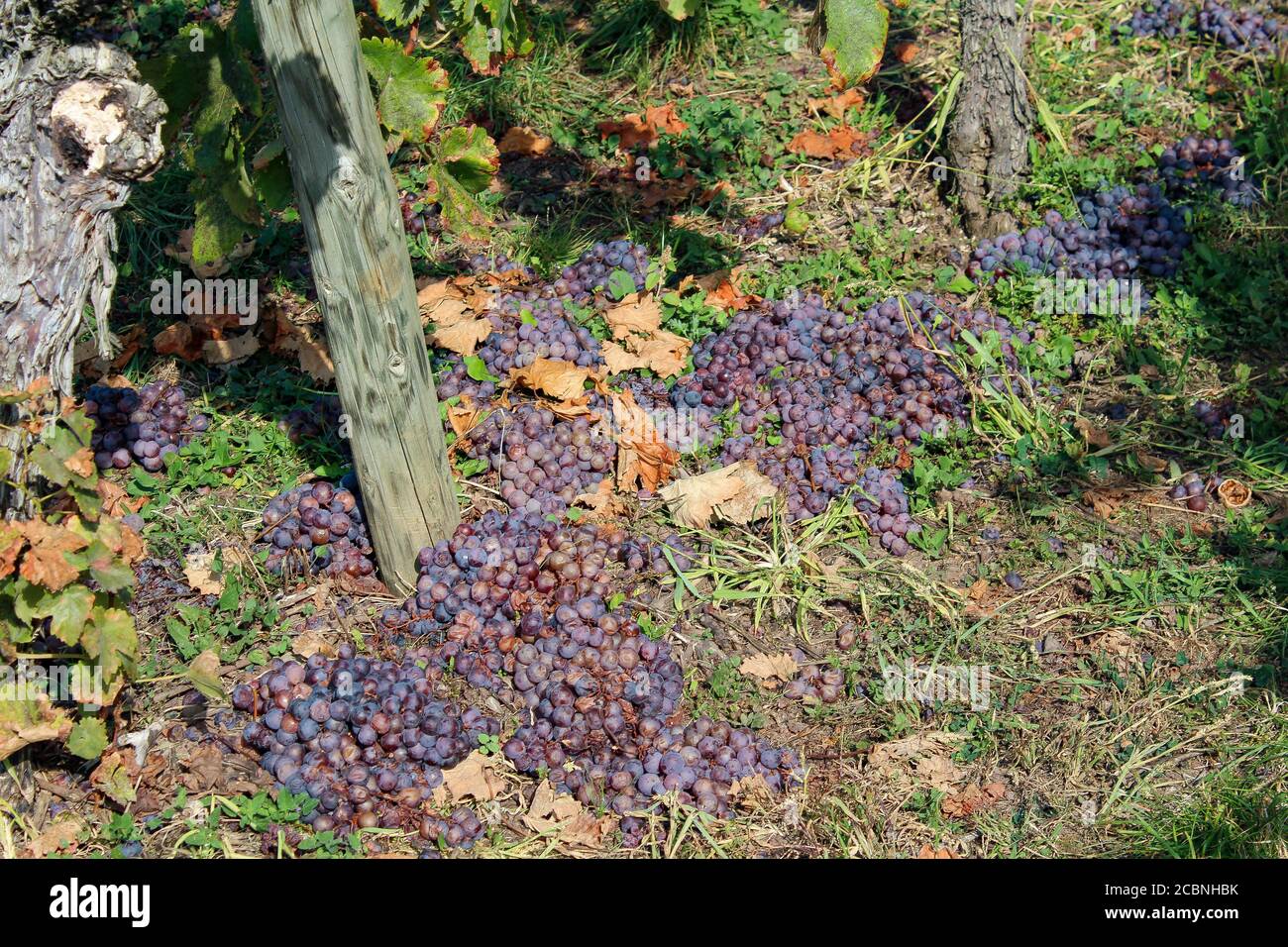 View of ripe grapes on the ground Stock Photo - Alamy