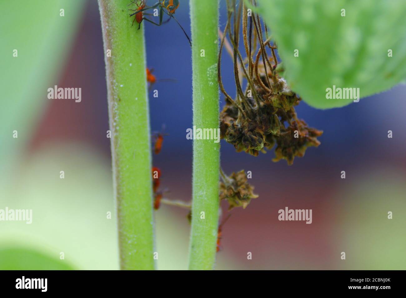 Closeup shot of the red ants on a plant stem on blurred background ...