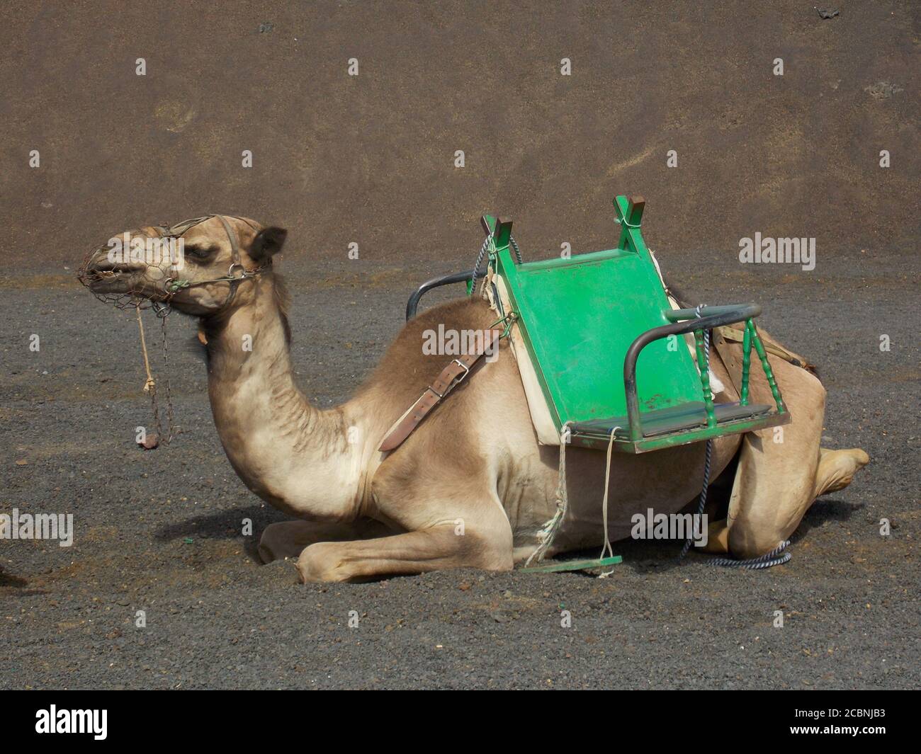 Brown large camel sitting on the sand Stock Photo - Alamy
