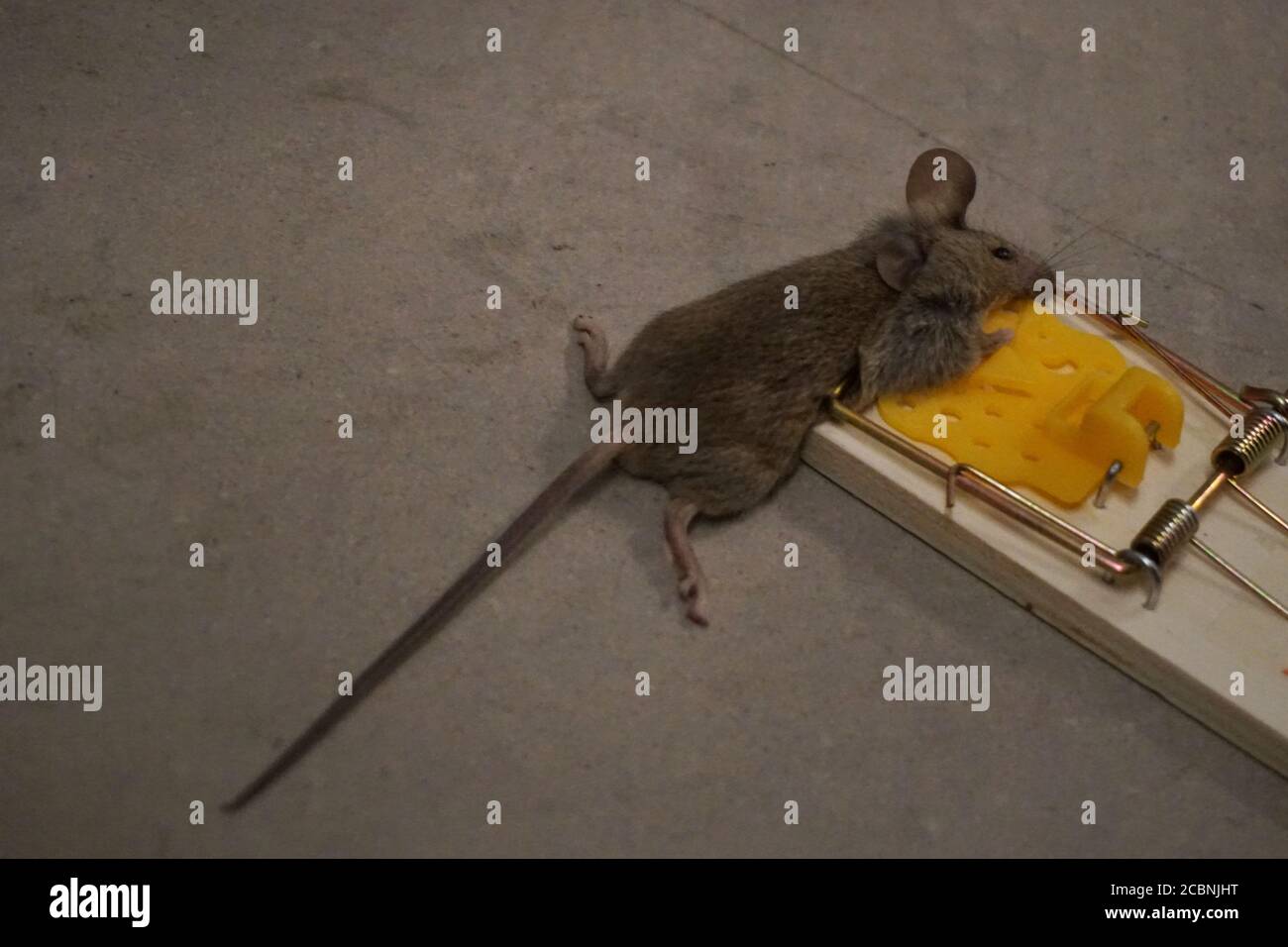 Dead mouse in a hi-res stock photography and images - Alamy