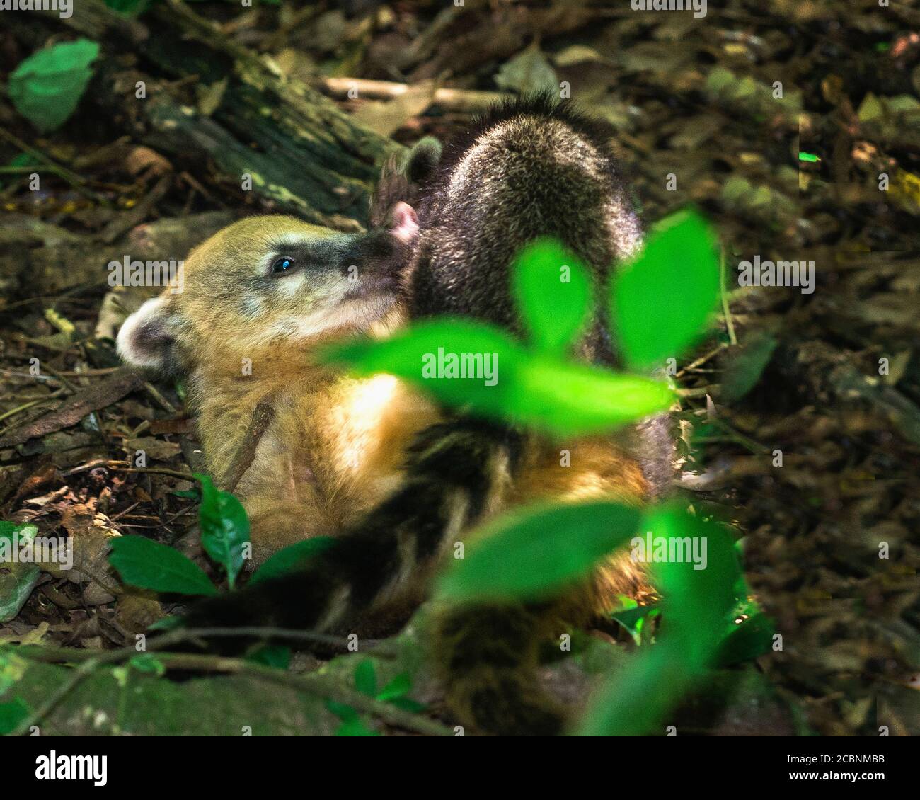 Coatimundi, or ring-tailed coati babies, Nasua nasua, Iguazu National ...