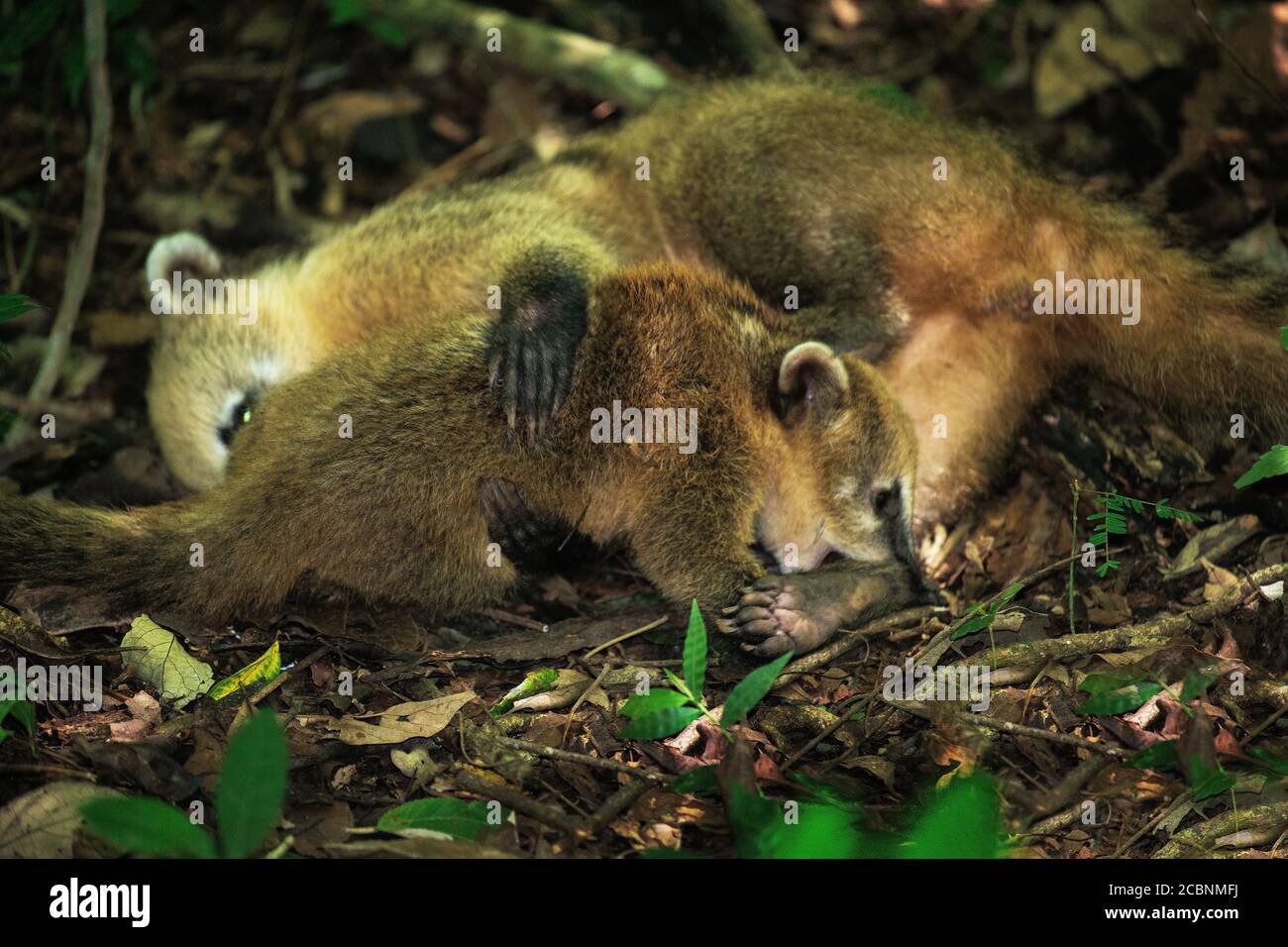 Coatimundi, or ring-tailed coati babies, Nasua nasua, Iguazu National ...