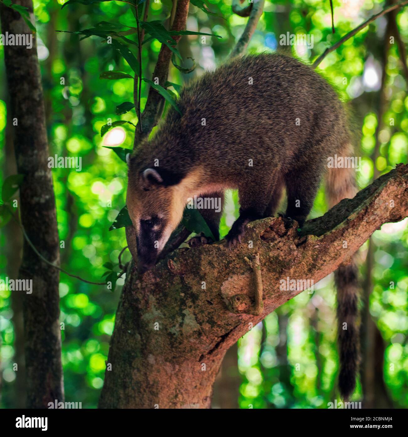 South American coati, or ring-tailed coati is climbing on a tree ...