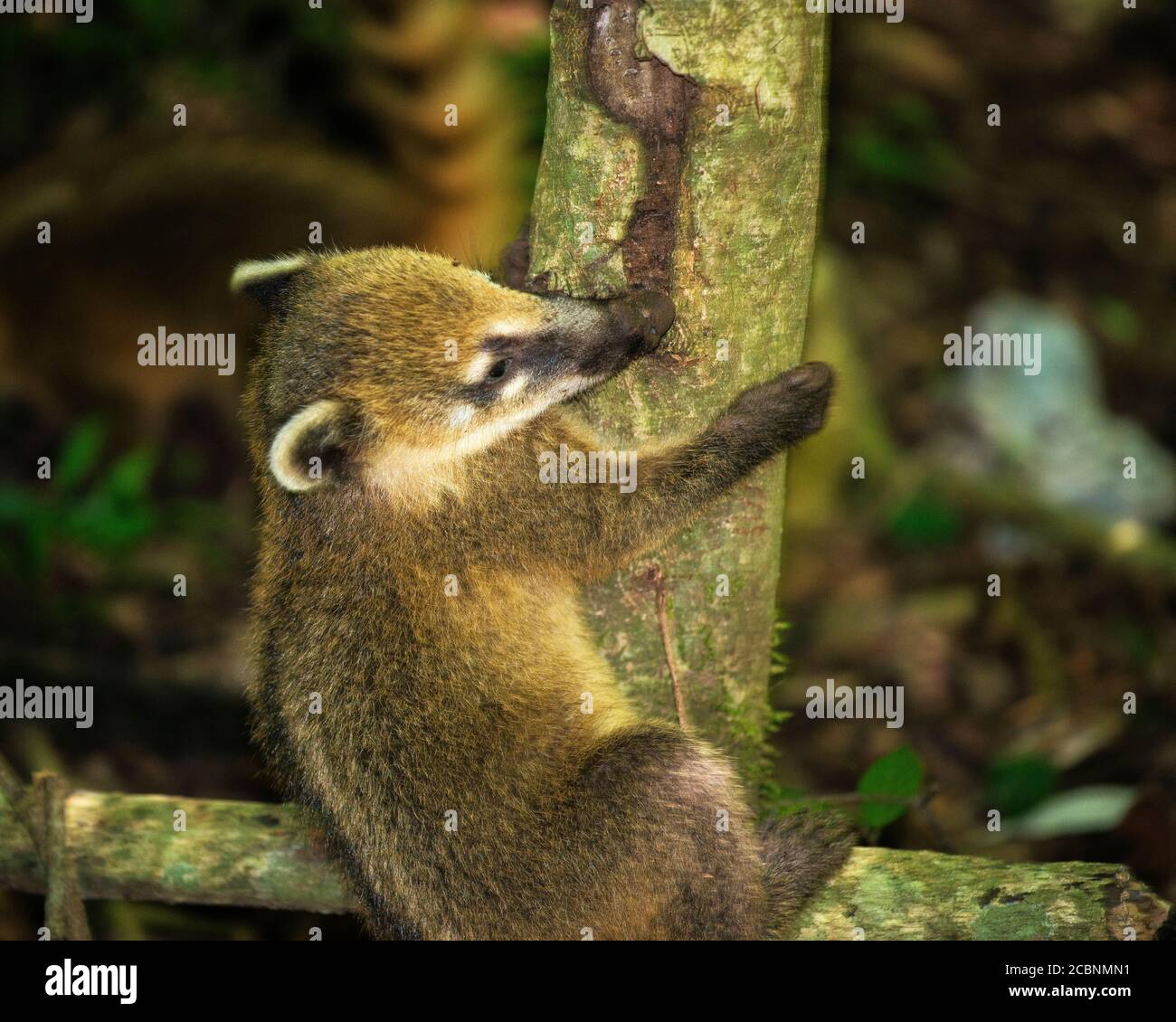 Ring tailed coatis hi-res stock photography and images - Alamy