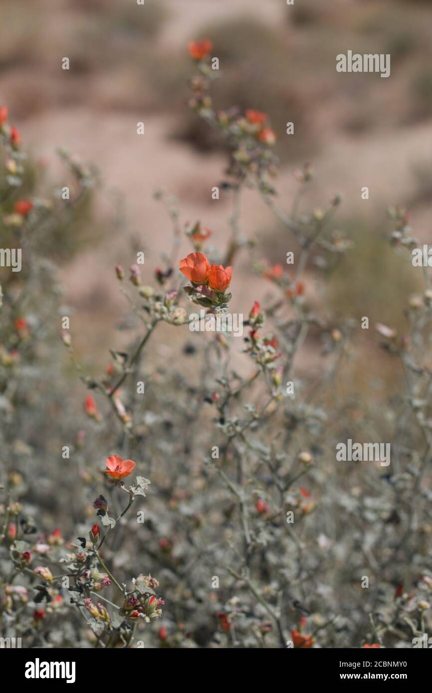 Orange inflorescence, Apricot Globemallow, Sphaeralcea Ambigua ...
