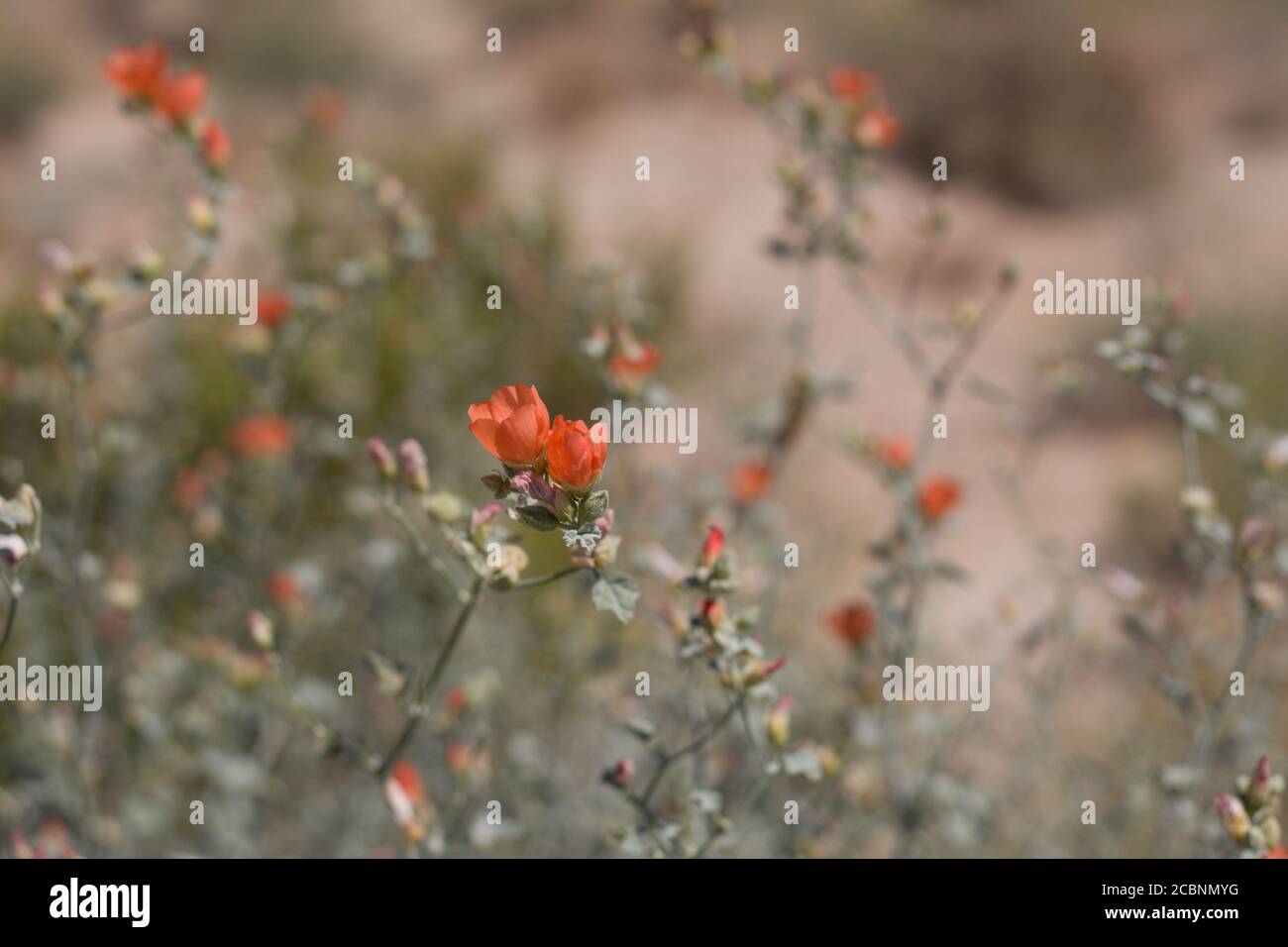 Orange inflorescence, Apricot Globemallow, Sphaeralcea Ambigua ...