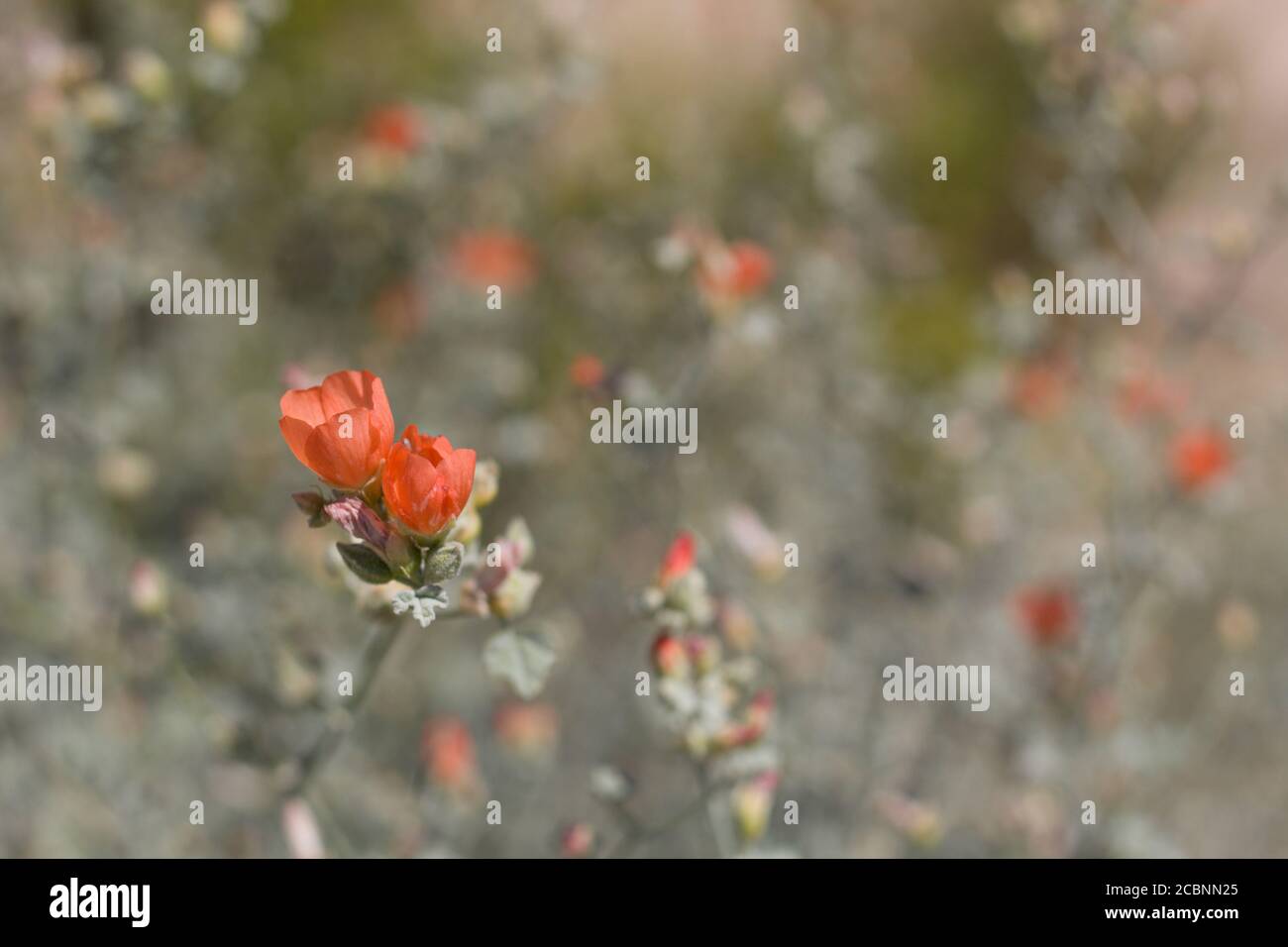Orange inflorescence, Apricot Globemallow, Sphaeralcea Ambigua ...