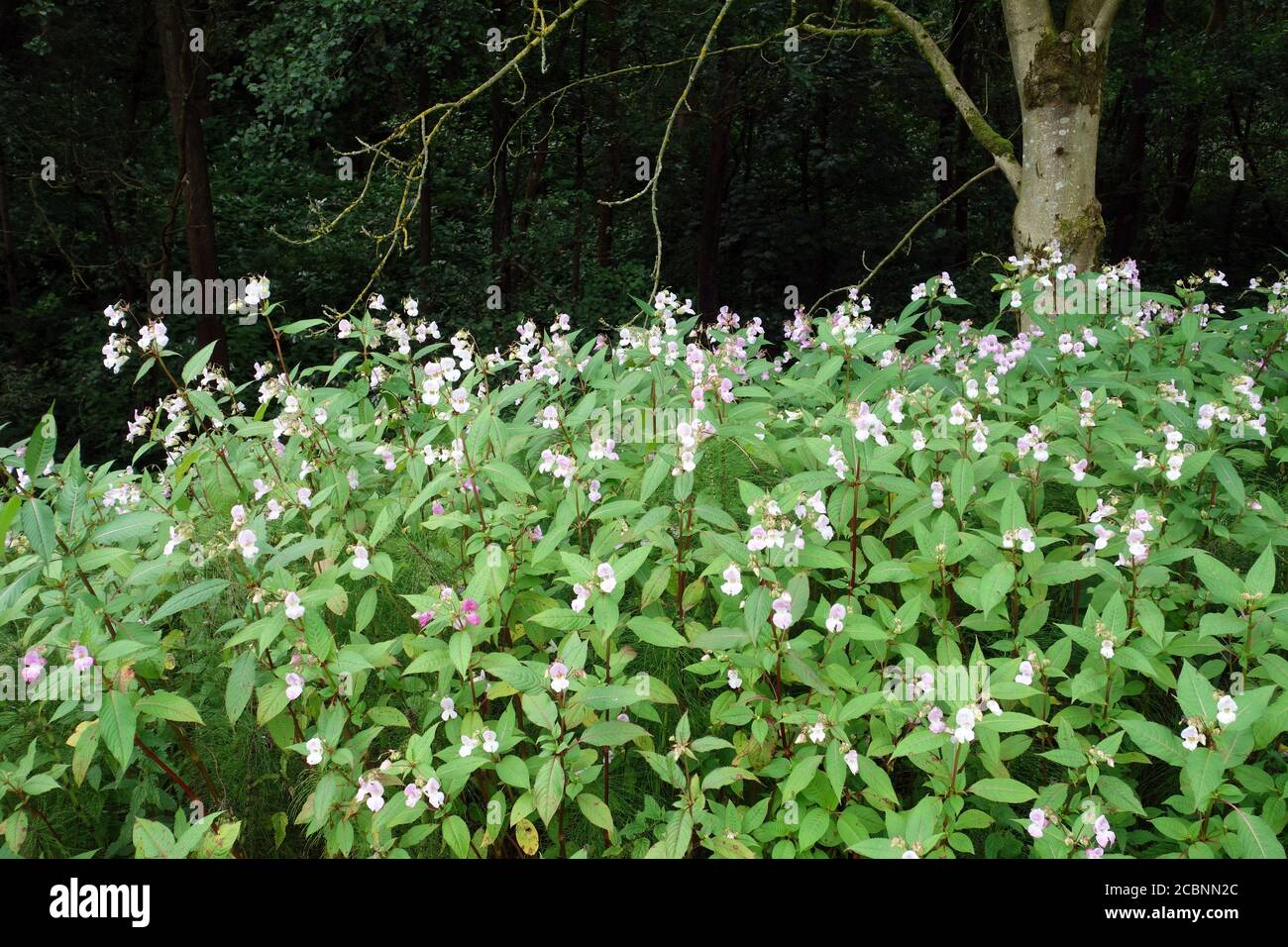 Pale Pink Himalayan Balsam Impatiens 'Ornamental Jewelweed' in an ...