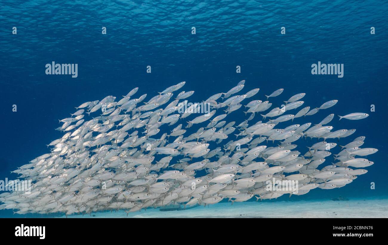 Bait ball / school of fish in shallow water of coral reef in Caribbean ...