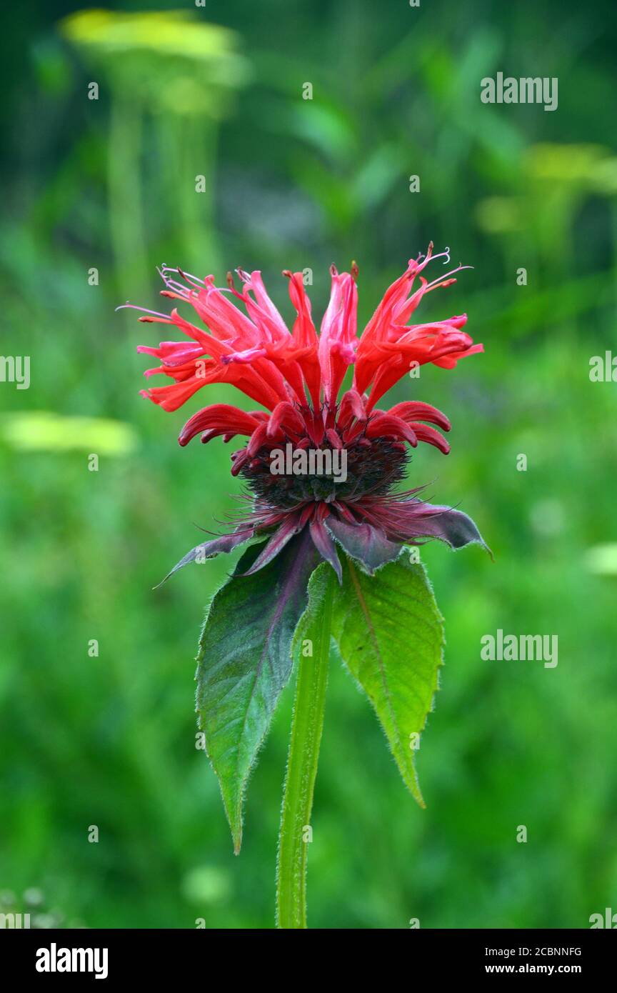 Red Monarda 'Gardenview Scarlet' (Bee Balm) Flowers grown in a border ...