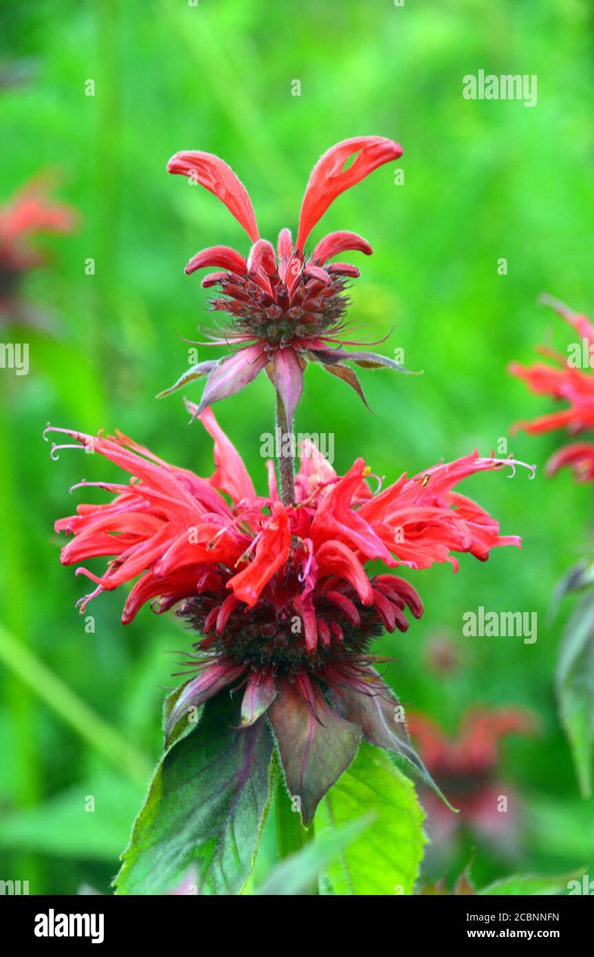 Red Monarda 'Gardenview Scarlet' (Bee Balm) Flowers grown in a border ...